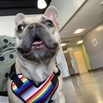 WHEAT RIDGE ANIMAL HOSPITAL - Updated April 2025 - 48 Photos & 384 ...