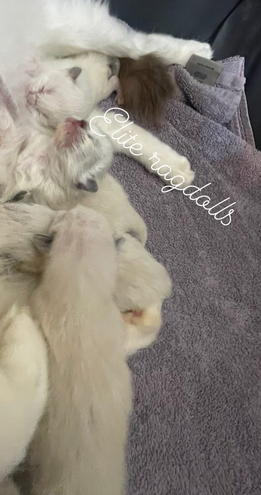 ELITE RAGDOLLS - Updated November 2024 - 2604 Grassy Point Dr, Lake ...