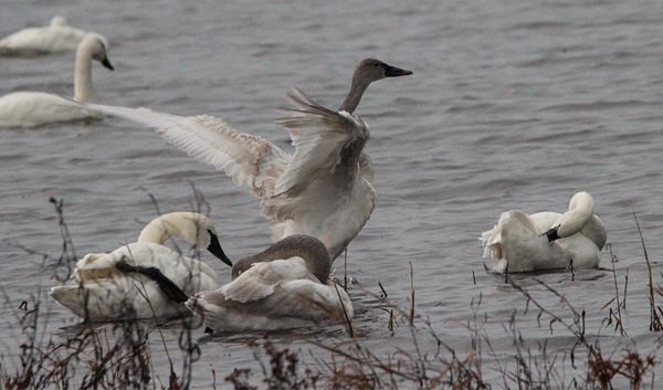 MACKAY ISLAND NATIONAL WILDLIFE REFUGE - Updated August 2025 - 43 ...