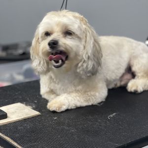 SIMPLY SOUTHERN PUPS - Updated August 2025 - 1557 Halfacre Rd, Newberry ...