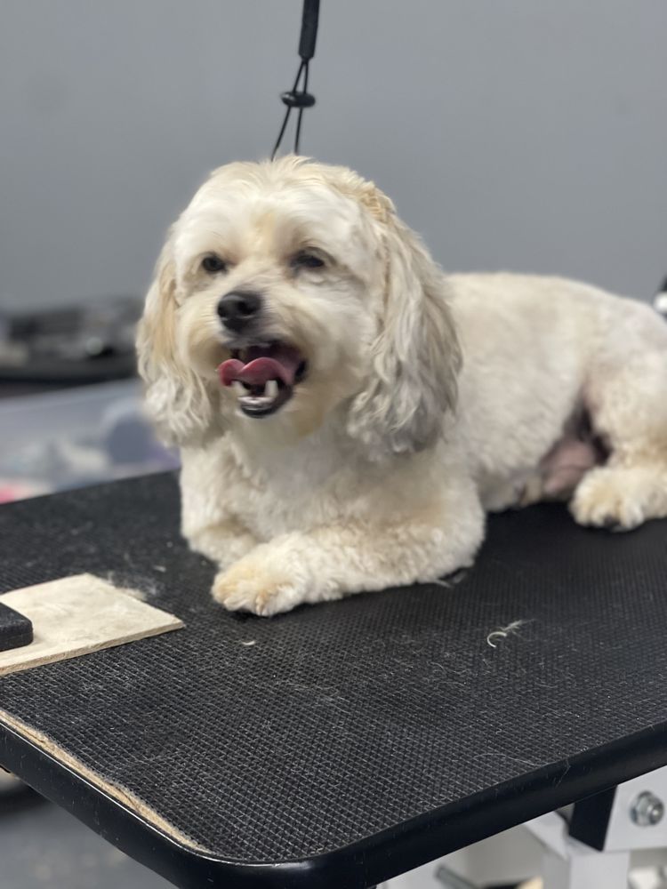 PETS R US GROOMING & SPA - Updated September 2025 - 23 Photos - 10203 ...