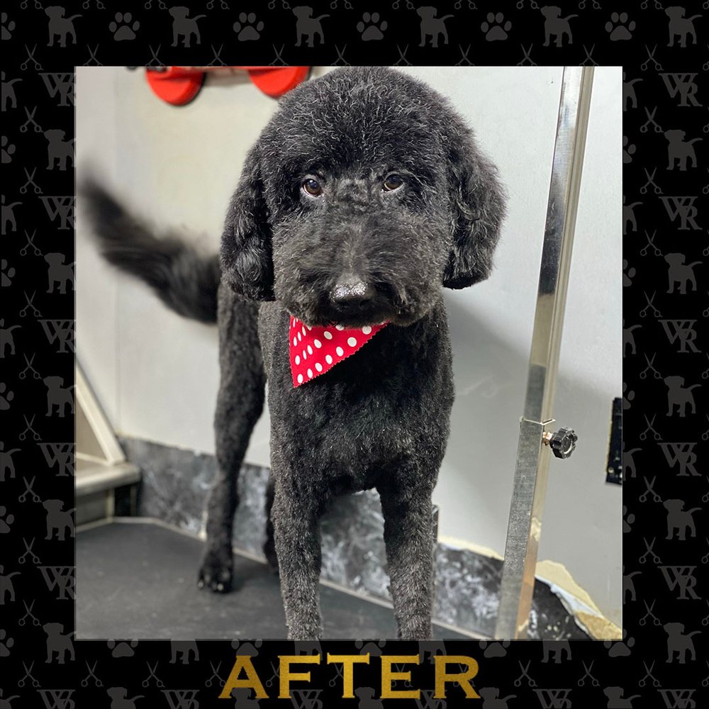 Cat Grooming San Antonio