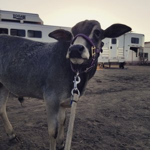 DOUBLE 6 RANCH - Updated April 2025 - 23722 Yucca Loma Rd, Apple Valley, California - Horseback ...