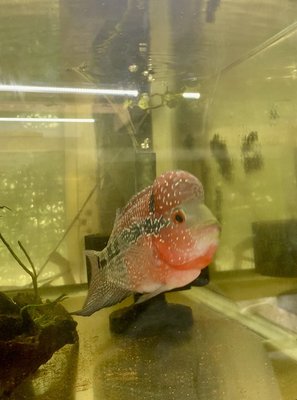 SUMMERLAND TROPICAL FISH FARMS - Updated June 2026 - 13955 SW 248th St ...
