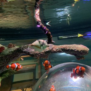 SEA LIFE ARIZONA AQUARIUM - 395 Photos & 288 Reviews - Aquariums - 5000 ...
