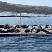 NEXT LEVEL SAILING - 190 Photos & 170 Reviews - Boat Charters - 2050 ...