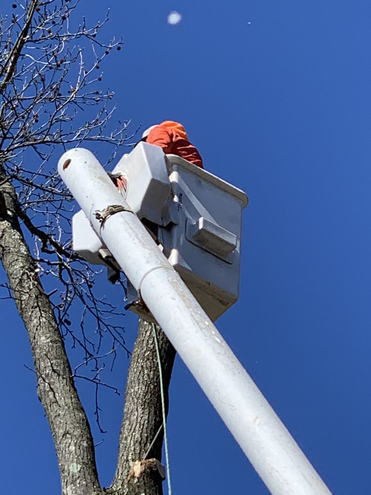 FRANK’S TREE SERVICE - Updated May 2026 - 138 Photos - Bensalem ...
