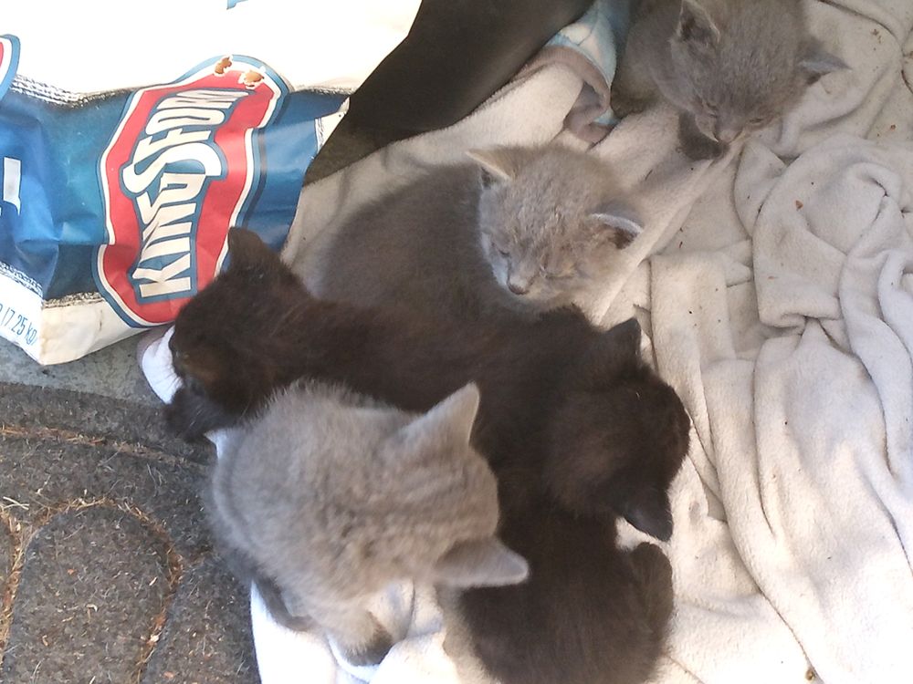 ADOPTION FIRST ANIMAL RESCUE - Updated January 2025 - 114 Enterprise St ...