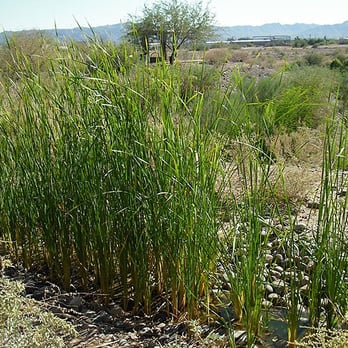 RIO SALADO HABITAT RESTORATION AREA - Updated August 2025 - 48 Photos ...