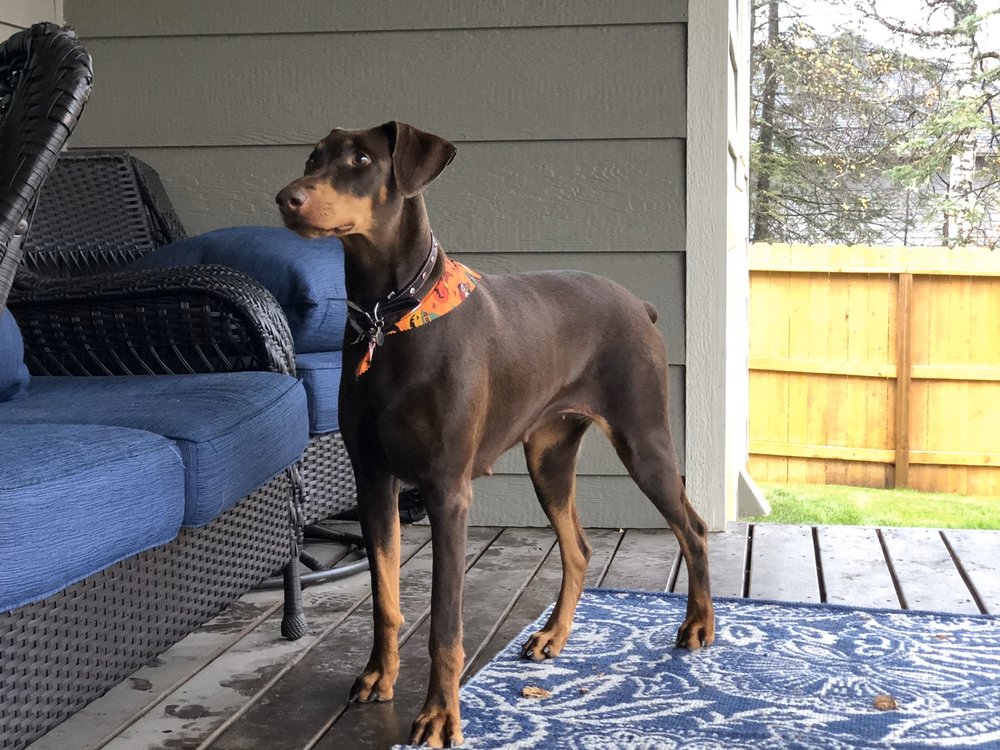 PETCO - 19 Photos & 14 Reviews - 1801 East Palmer, Wasilla, Alaska ...