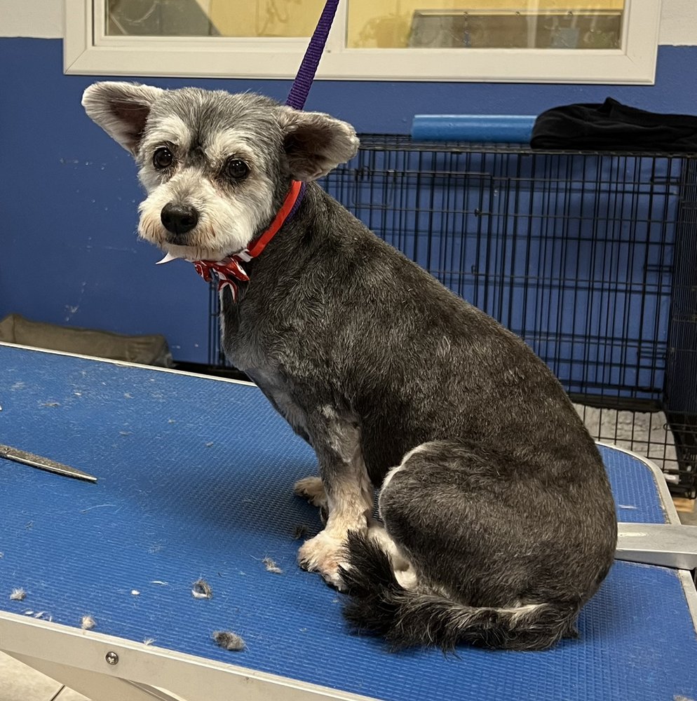 GOOD DOG GROOMING - Updated January 2026 - 99 Photos - 1470C Bosque ...