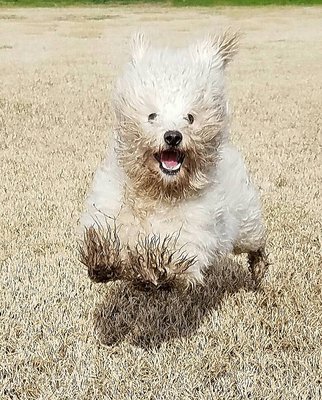 CR RANCH PET-O-TEL - Updated November 2025 - 147 Photos & 79 Reviews ...