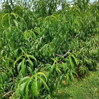 GOGLE FARMS - Updated October 2025 - 34 Photos - 5017 Mulberry St ...