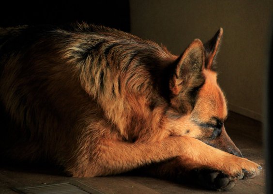 MENIFEE ANIMAL HOSPITAL - 30406 Haun Rd, Menifee, California - 56 ...