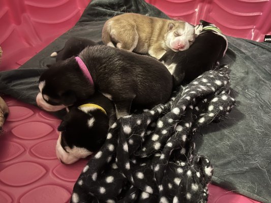 THE PUPPY FACTORY - Updated April 2025 - Request Information - 10 ...