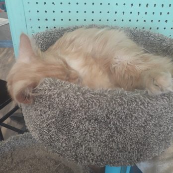 MOCHAS AND MEOWS - Updated September 2025 - 145 Photos & 84 Reviews ...