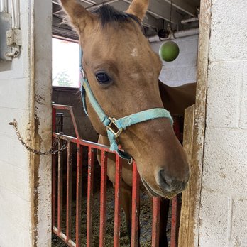 MEMORY LANE STABLES - Updated December 2025 - 168 Photos & 123 Reviews ...