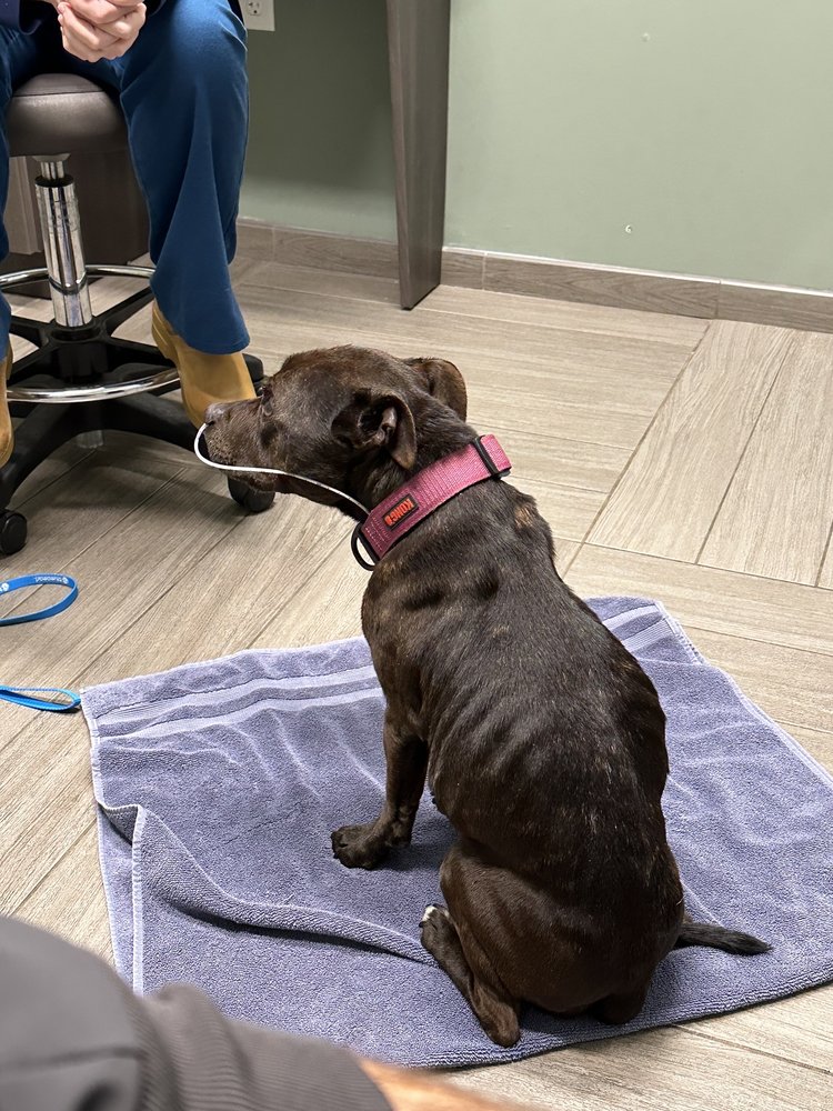 OKOBOJI VETERINARY HOSPITAL - Updated July 2025 - 1020 NW 192nd St ...