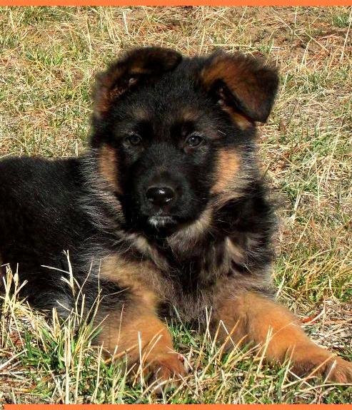 SHERMAN-RANCH GERMAN SHEPHERDS - Updated October 2025 - Bend, Oregon ...