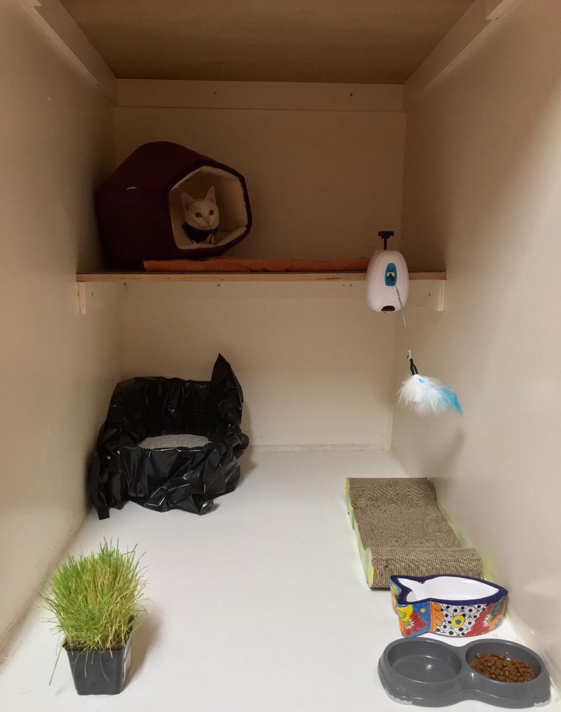 CHARLOTTE’S CAT SHACK CAT BOARDING - 13 Photos & 11 Reviews - 6930 ...