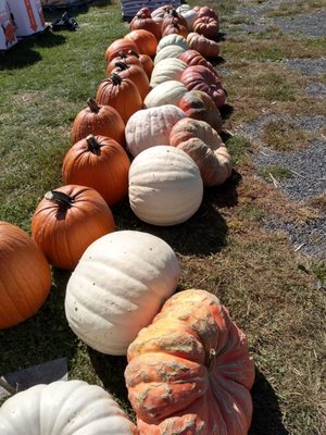 RICE’S SALE & COUNTRY MARKET - Updated September 2024 - 35 Photos & 66 ...