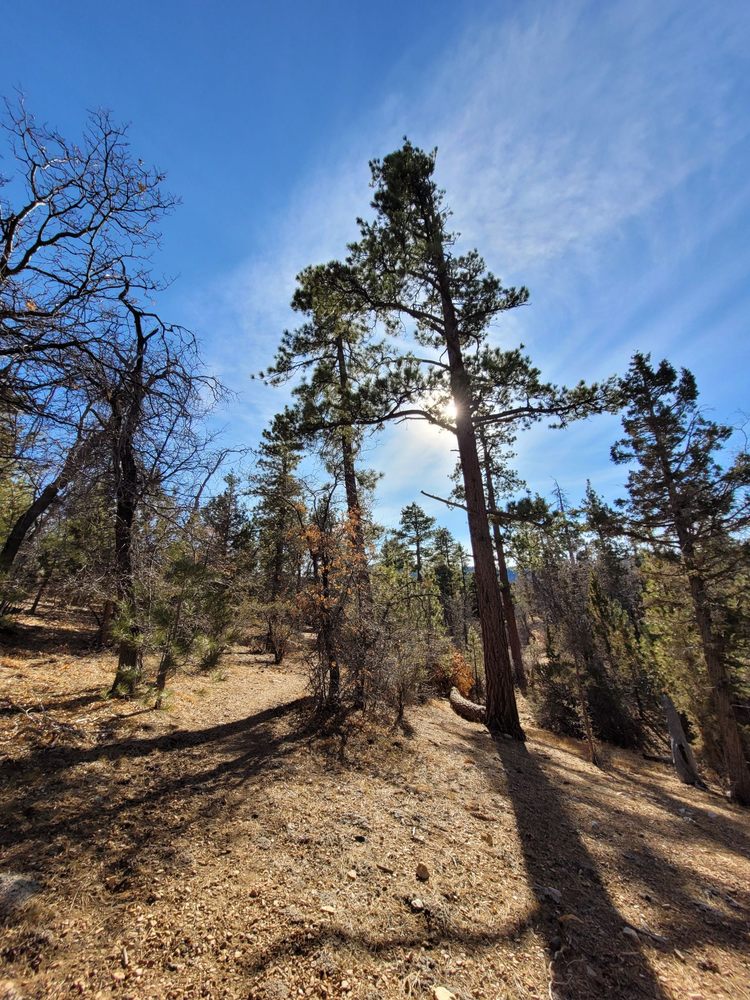 MAPLE LANE TRAILS - Updated December 2025 - 351 Maple Ln, Big Bear Lake ...