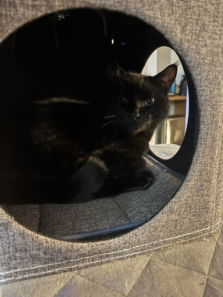 AUBURN VALLEY HUMANE SOCIETY - Updated October 2025 - 34 Photos & 44 ...