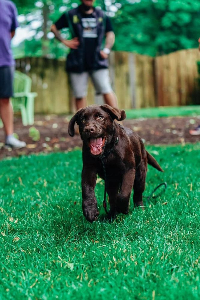 RIDGESIDE K9 - Updated May 2024 - 48 Photos - Austin, Texas - Pet ...