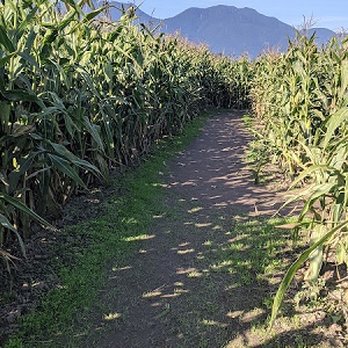 CHILLIWACK CORN MAZE - Updated December 2025 - 27 Photos & 11 Reviews ...