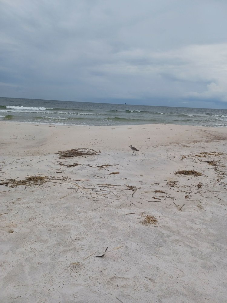 FORT MORGAN BEACH - 34 Photos & 23 Reviews - Fort Morgan Rd, Gulf ...