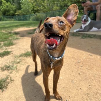 WEDDINGTON ROAD DOG PARK - Updated October 2025 - 25 Photos & 15 ...