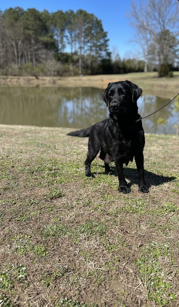HEART OF WILD MOUNTAIN LABRADORS - Updated May 2024 - Request ...