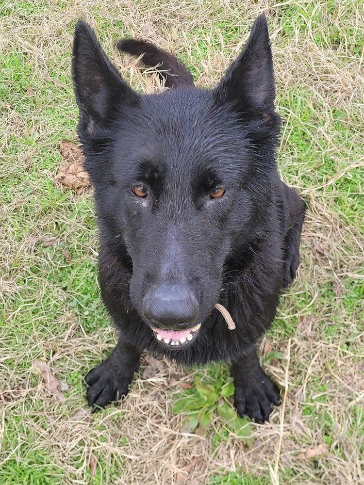 TRIPLE S DDR GERMAN SHEPHERDS - Updated December 2025 - 14 Photos - 14057 AL-27, Newville ...