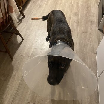 PETSMART - Updated June 2024 - 128 Photos & 179 Reviews - 730 S ...