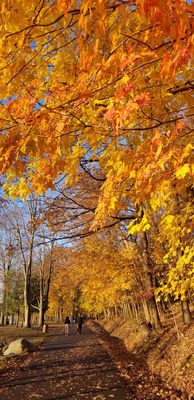 ROCKLAND LAKE STATE PARK - Updated October 2024 - 117 Photos & 54 ...