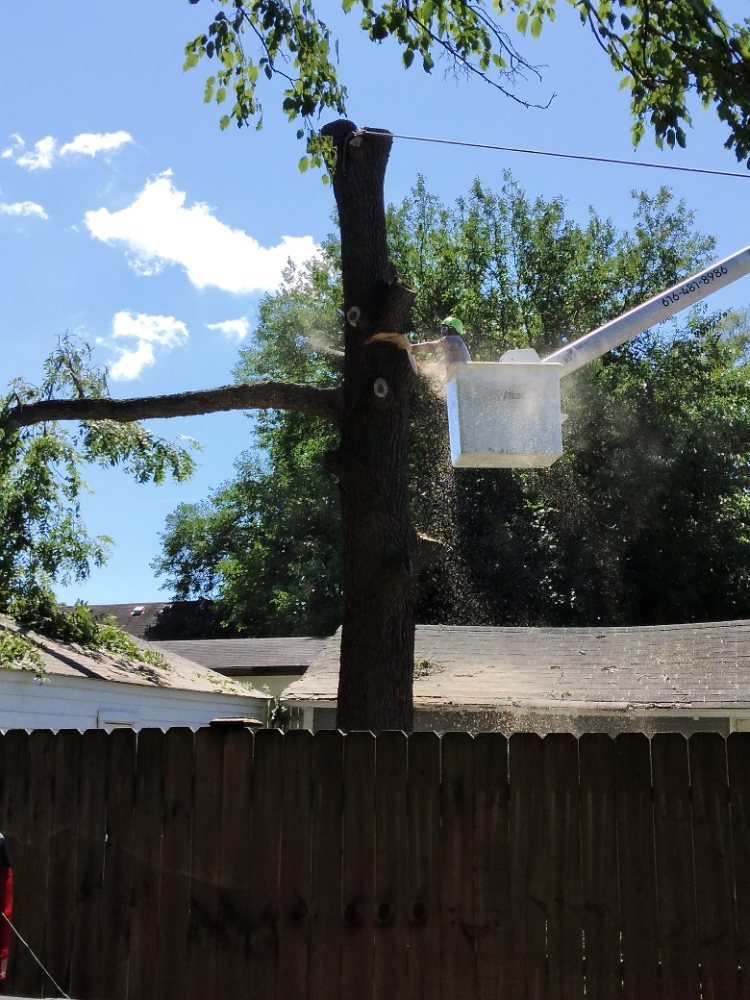 CRAIG’S TREE SERVICE - Updated May 2026 - Howard City, Michigan - Tree ...