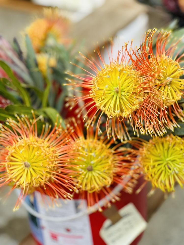 MANOA FARMERS’ MARKET - Updated January 2026 - 181 Photos & 73 Reviews ...