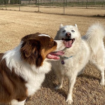 CR RANCH PET-O-TEL - Updated August 2024 - 135 Photos & 72 Reviews ...