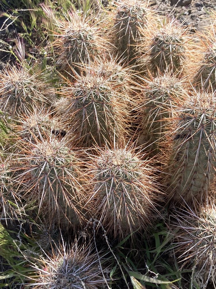 CERBAT FOOTHILLS RECREATION AREA - Updated December 2025 - 40 Photos ...