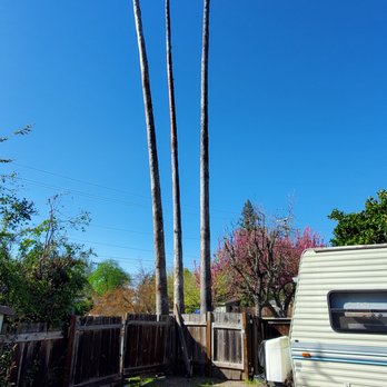 CBC TREE SERVICES INC - Updated November 2024 - 252 Photos & 77 Reviews ...