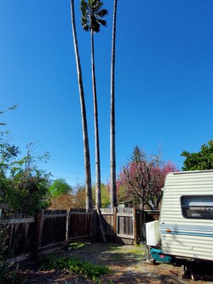 CBC TREE SERVICES INC - Updated August 2024 - 247 Photos & 75 Reviews ...