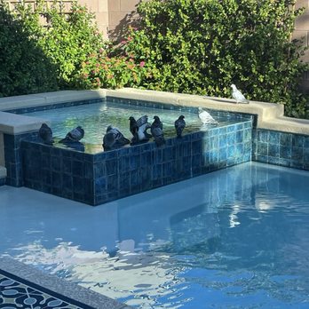 TIGER SHARK POOL SERVICE - Updated June 2024 - 18 Photos & 18 Reviews ...