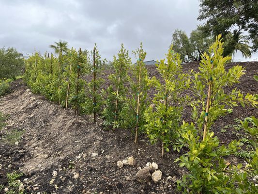 BRIGGS NURSERY & TREE - Updated December 2025 - 113 Photos & 112 ...