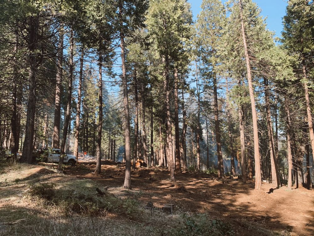 SIERRA NEVADA FOREST MANAGEMENT - Updated March 2025 - Mariposa ...