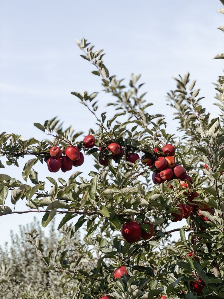 MASKER ORCHARDS - Updated October 2025 - 375 Photos & 235 Reviews - 45 ...