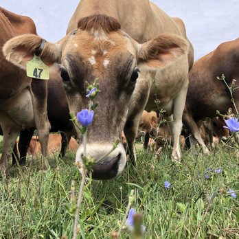 HIGH LAWN FARM - Updated December 2024 - 148 Photos & 56 Reviews - 535 ...