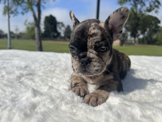 The Three Little Frenchies - Trusted Since 2023 - Updated July 2025 ...