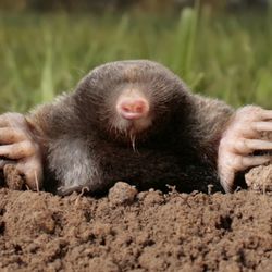 Top 10 Best Pest Control in ARNHEM, GELDERLAND, THE NETHERLANDS - Last ...