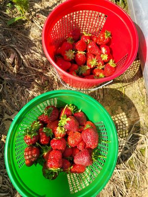 HEADS FARM - Updated May 2025 - 3422 Kinneys Rd, Cedar Hill, Tennessee ...