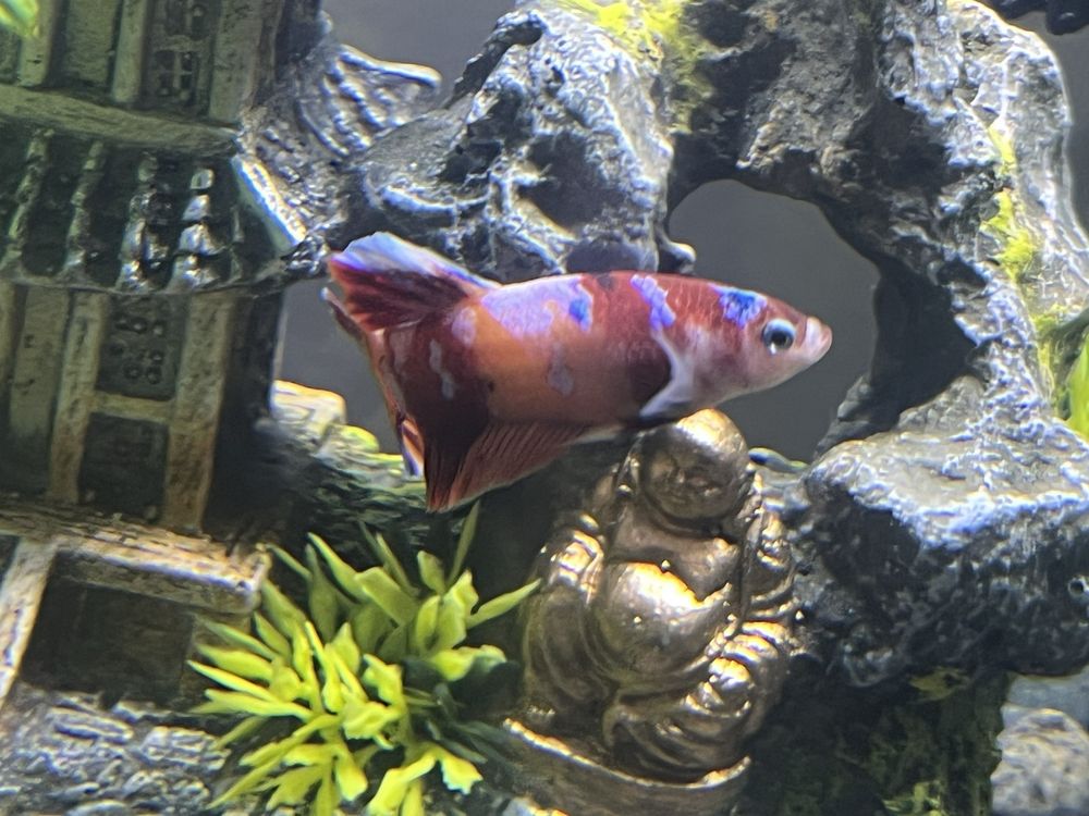 BETTA SQUAD USA - Updated October 2025 - 25 Photos - 17214 Hollow Sands ...